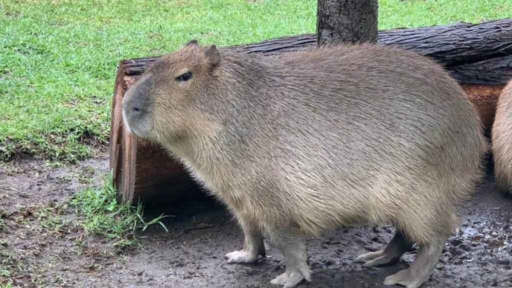 Capibaras: de estrellas virales a víctimas del tráfico ilegal por su ...