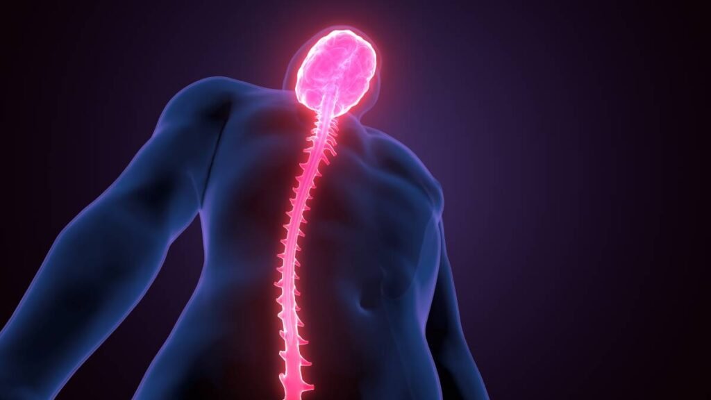Lesiones de médula espinal podrían tratarse con impresión 3D y células ...