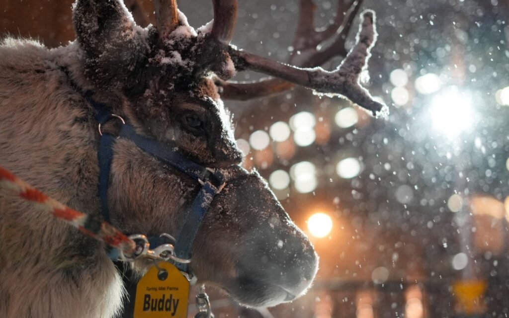 El reno frente al cambio climático: el símbolo del invierno que podría ...